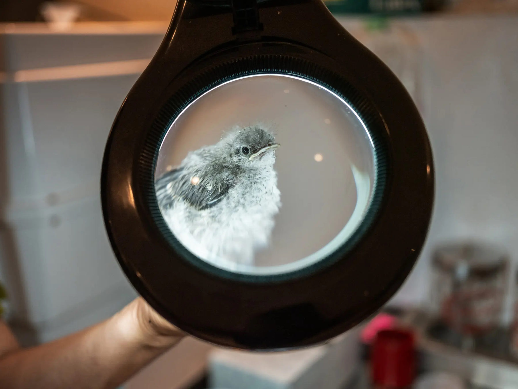 Sheida Soleimani in T-Magazine - Denny Gallery